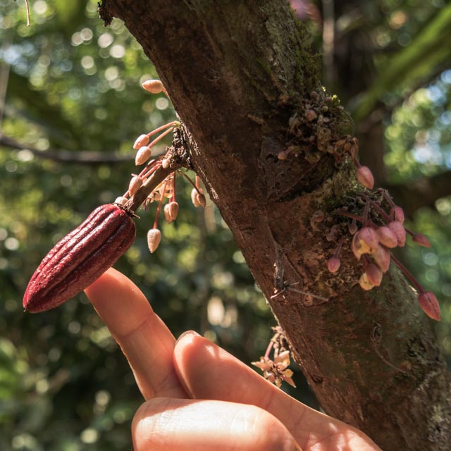 Ako rastie kakao - KusKakaa
